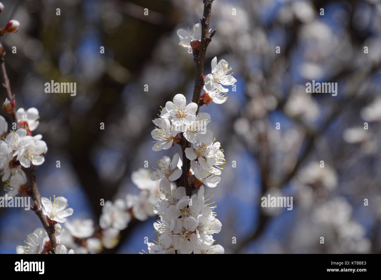 Spring flowering trees. Pollination of flowers of apricot. Blooming ...