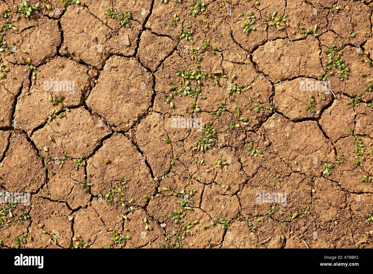 Dry Soil Texture Stock Photo - Alamy
