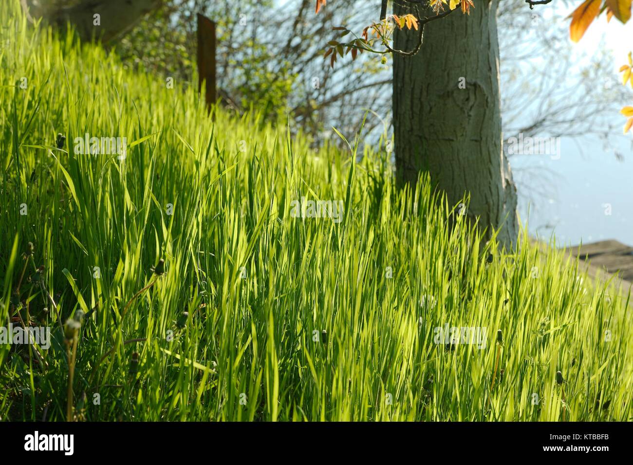 Green Grass Field Stock Photo - Alamy