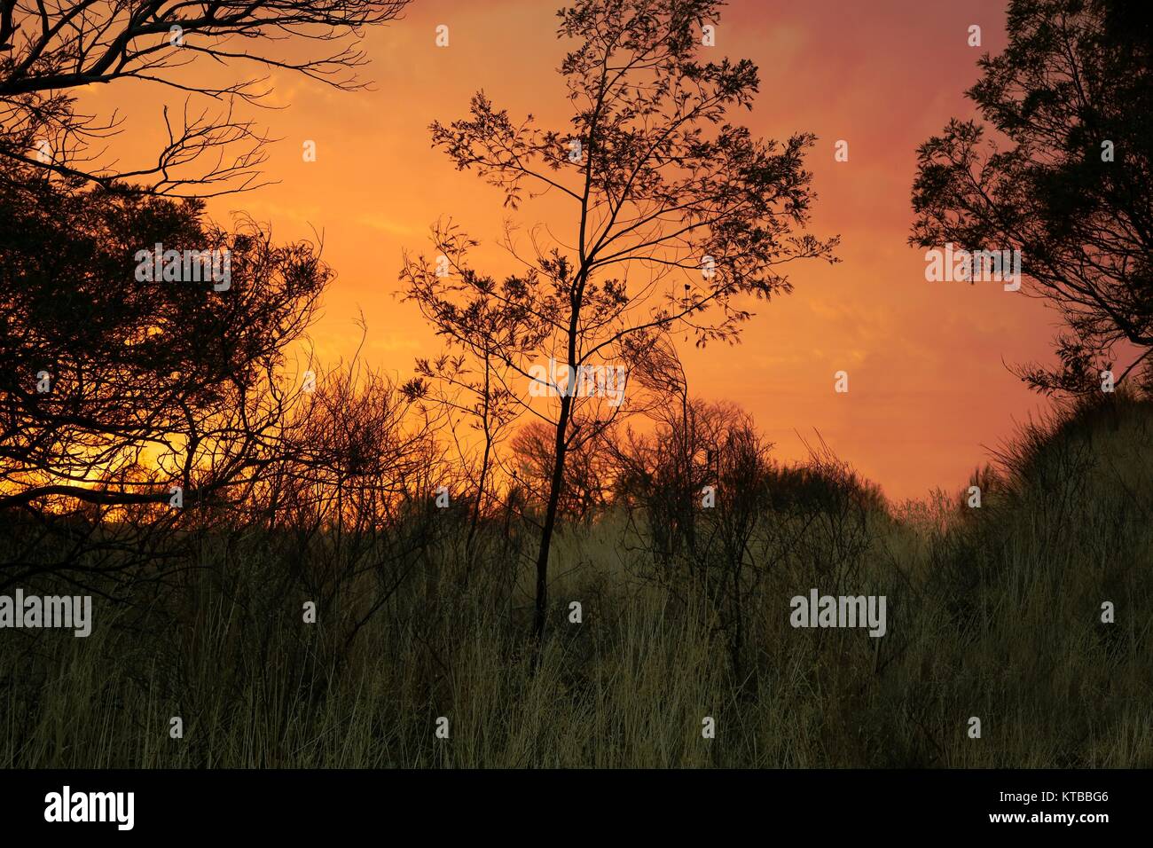 Trees in Dusk Stock Photo - Alamy