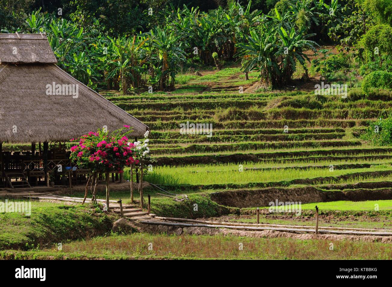 rice terraces in laos Stock Photo - Alamy