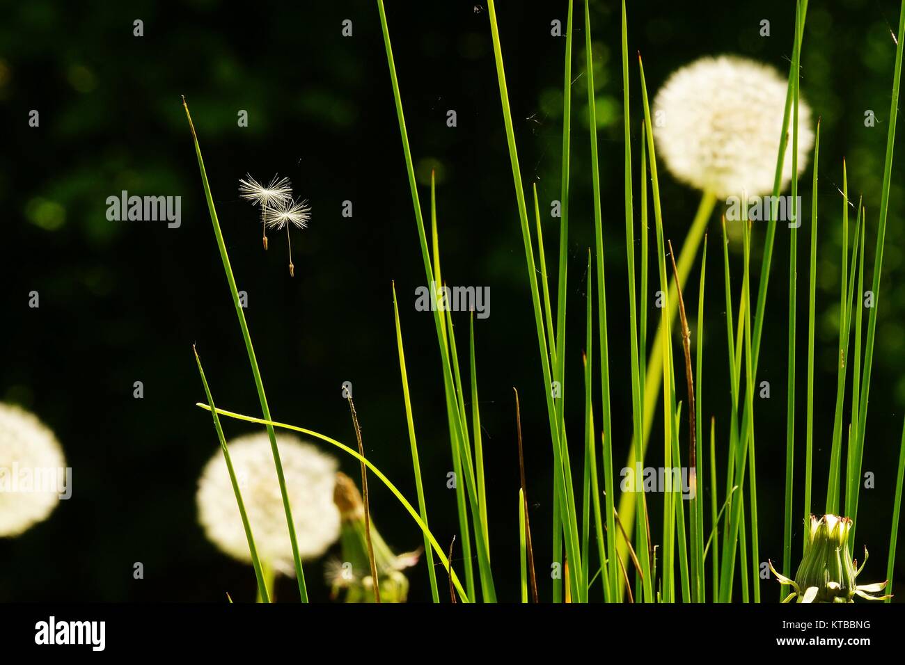 close-up of a pusteblume in the botanical garden Stock Photo - Alamy