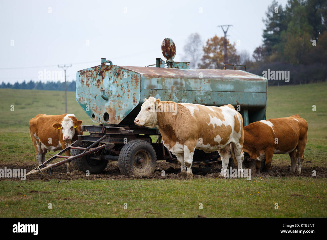 Cows on pasture and water tank Stock Photo - Alamy