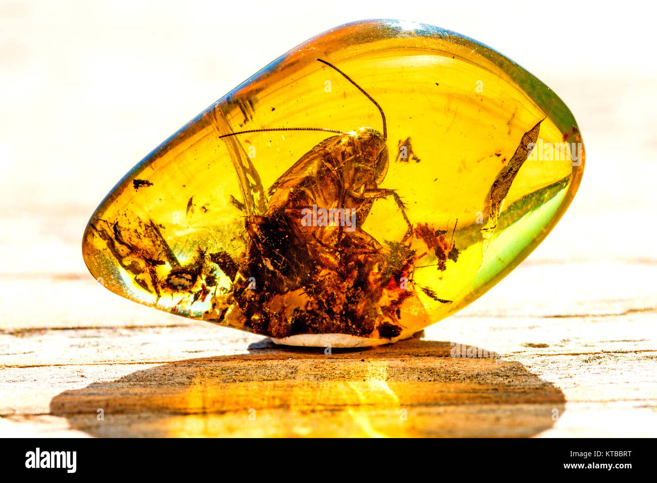 Bernstein mit Insekt Stock Photo - Alamy