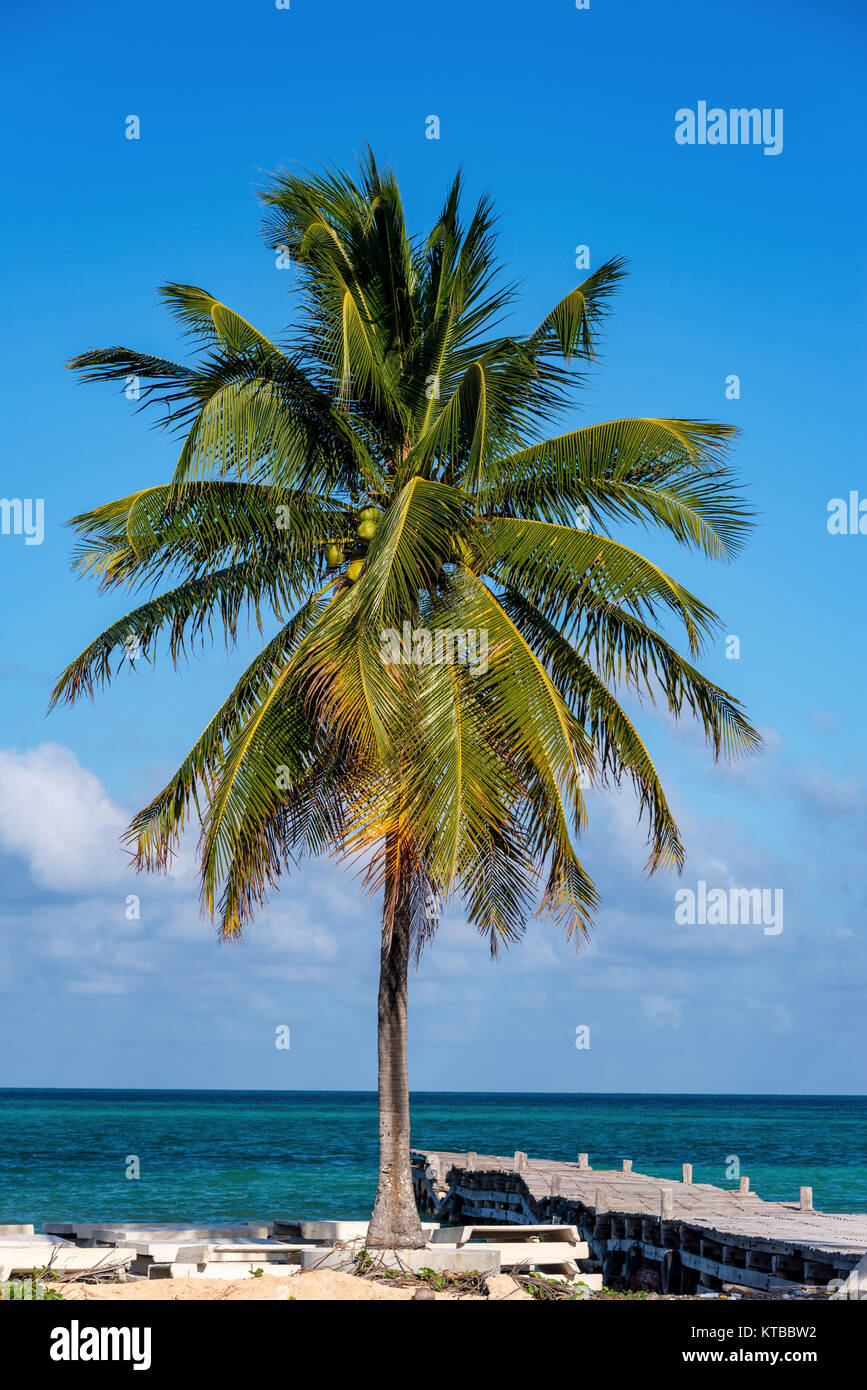 Palm Tree and Pier Stock Photo - Alamy