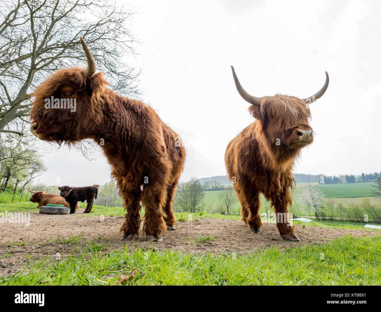 Scottish Highland beef on a pasture Stock Photo - Alamy
