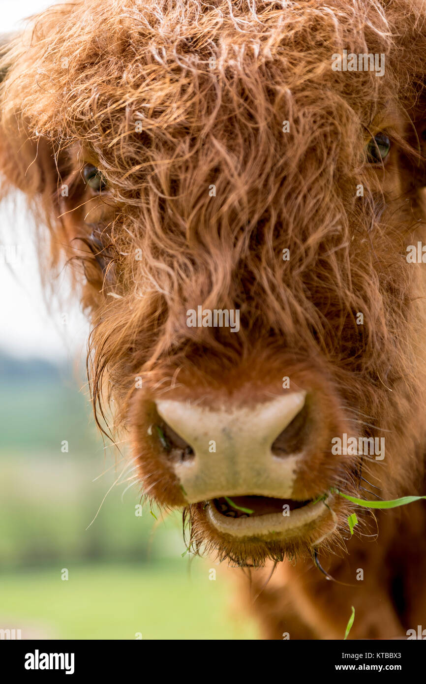 Scottish Highland beef on a pasture Stock Photo - Alamy