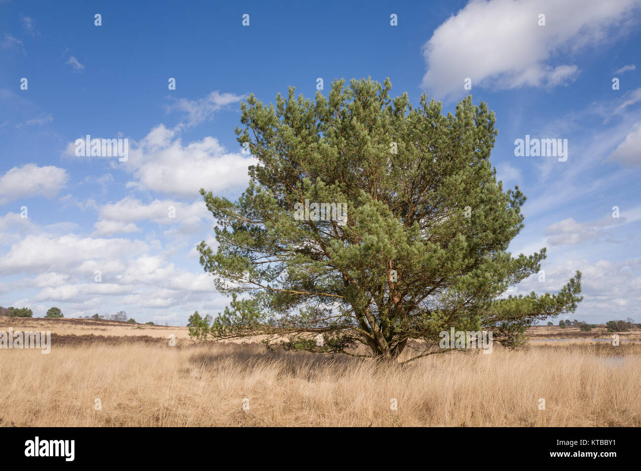 Heathers trees hi-res stock photography and images - Alamy