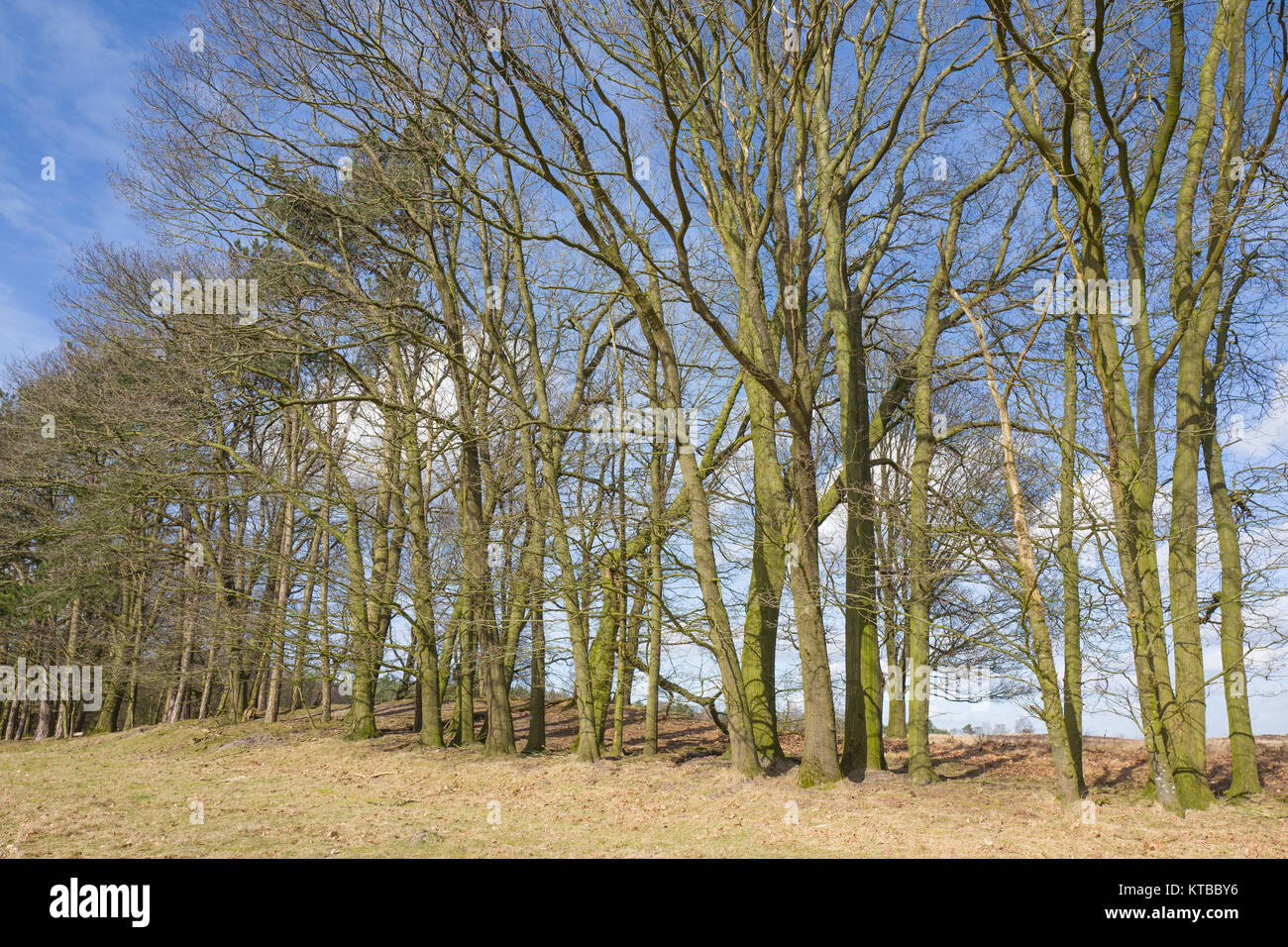 Thick row hi-res stock photography and images - Alamy