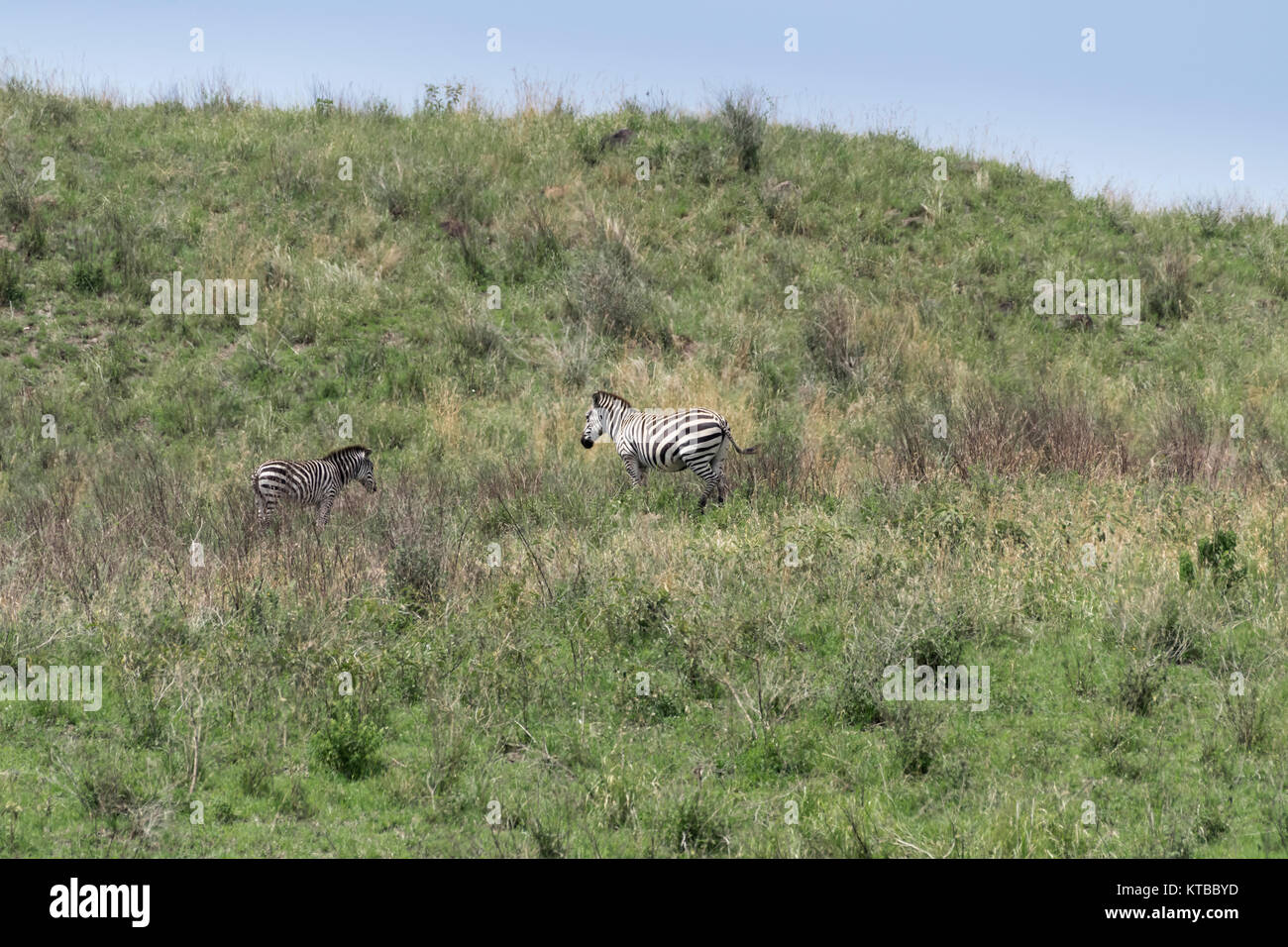Adolescent adult hi-res stock photography and images - Alamy