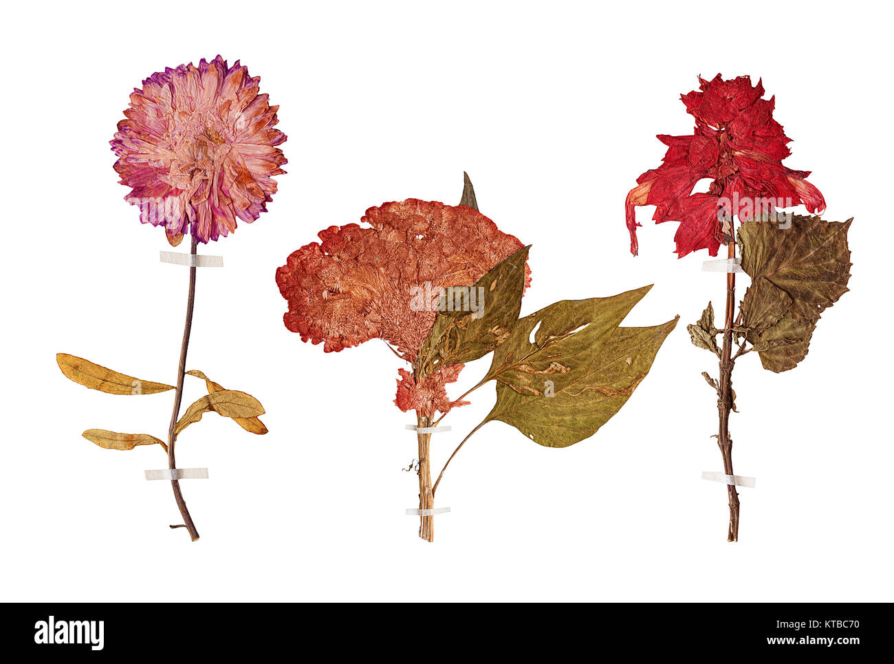 Set of wild dry pressed flowers and leaves Stock Photo - Alamy