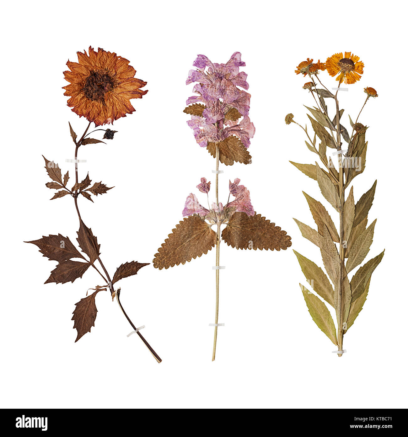 Set of wild dry pressed flowers and leaves Stock Photo - Alamy