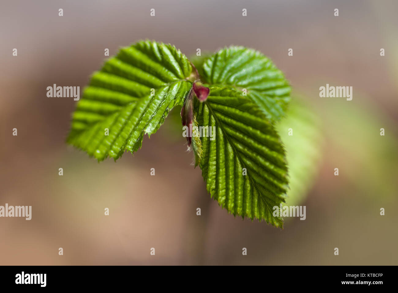 Offshoot branch hi-res stock photography and images - Alamy