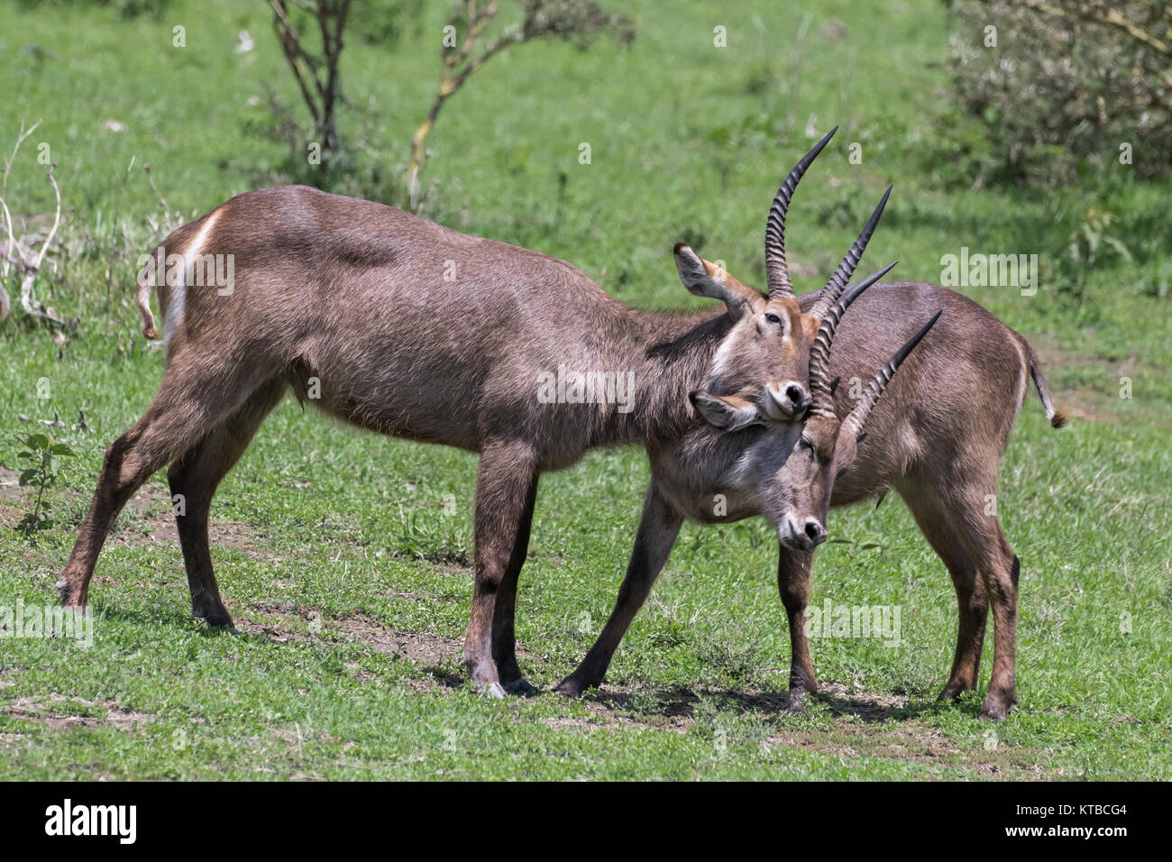 Male waterbuck fighting hi-res stock photography and images - Alamy