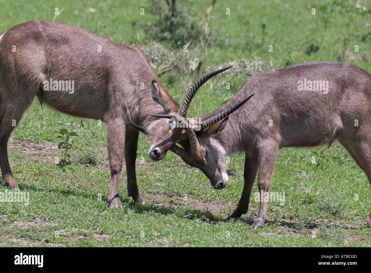 Male waterbuck fighting hi-res stock photography and images - Alamy
