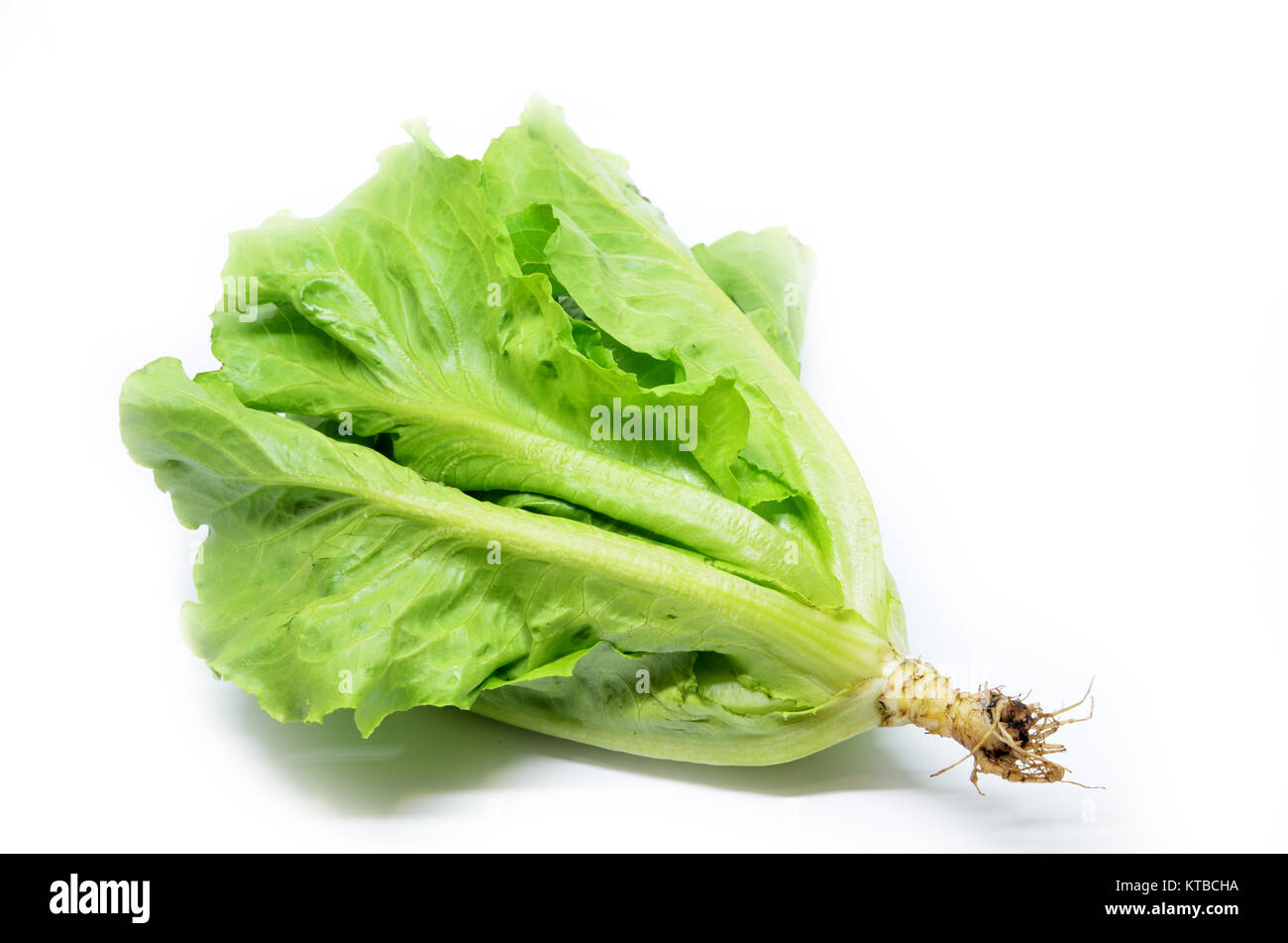 Green Chinese lettuce Stock Photo - Alamy