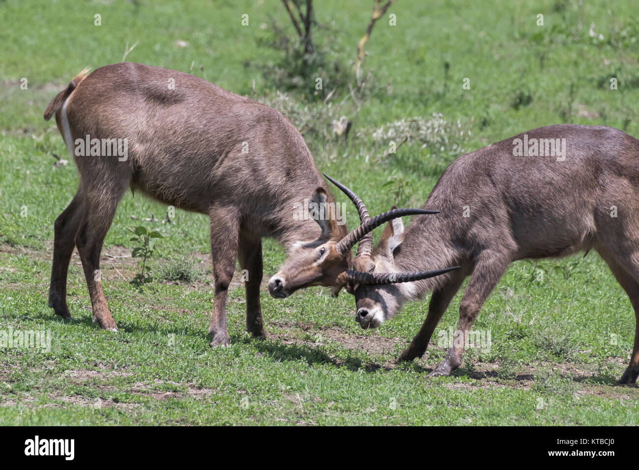 Male waterbuck fighting hi-res stock photography and images - Alamy