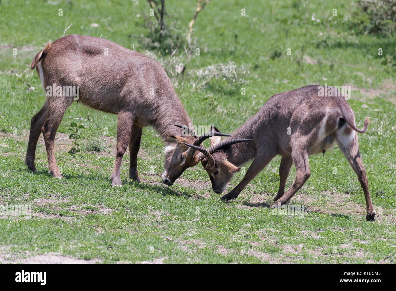Male waterbuck fighting hi-res stock photography and images - Alamy