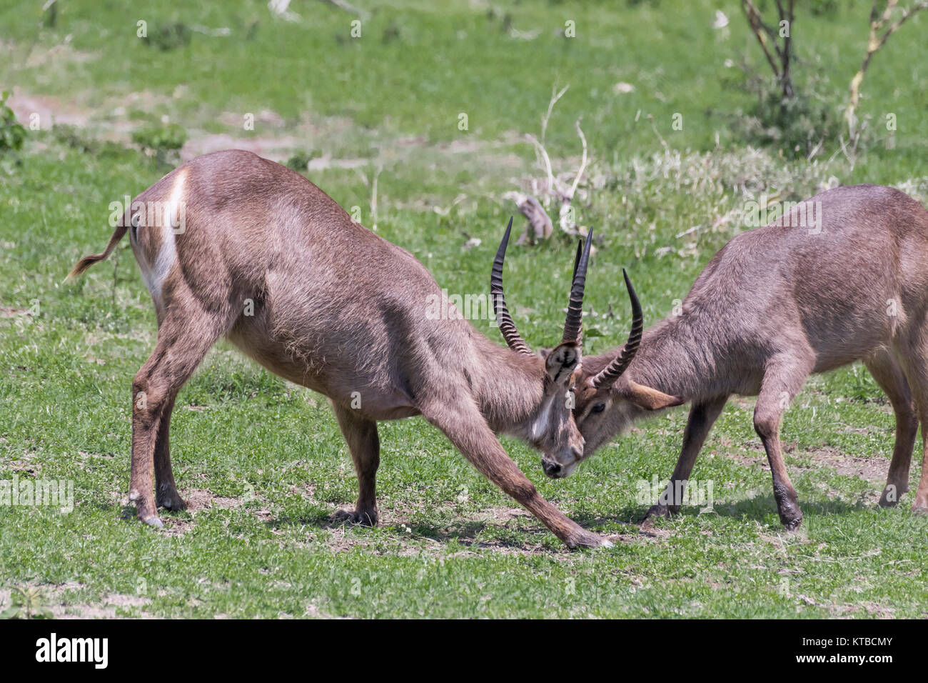 Male waterbuck fighting hi-res stock photography and images - Alamy