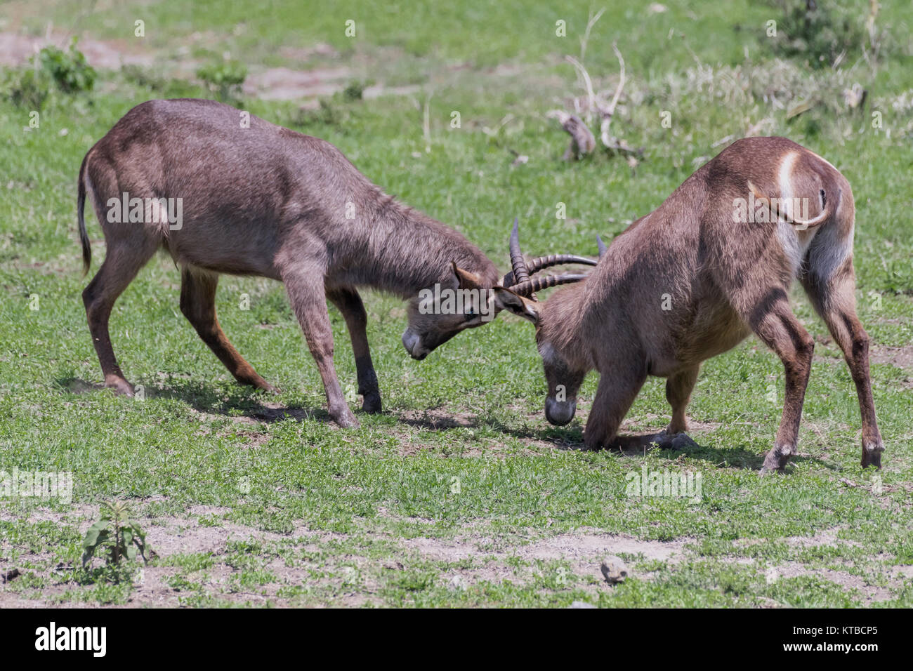 Male waterbuck fighting hi-res stock photography and images - Alamy