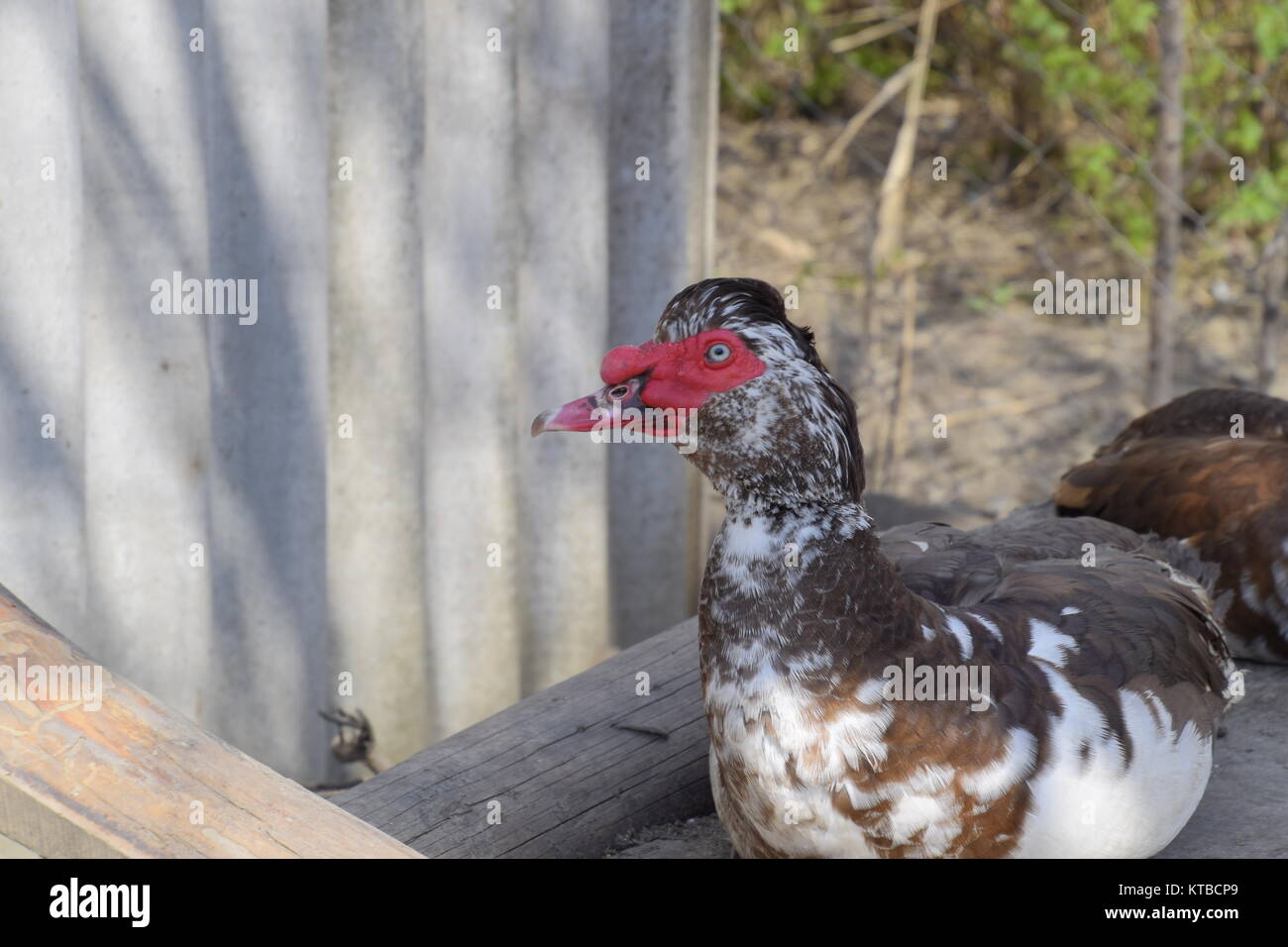 The musky duck Stock Photo - Alamy