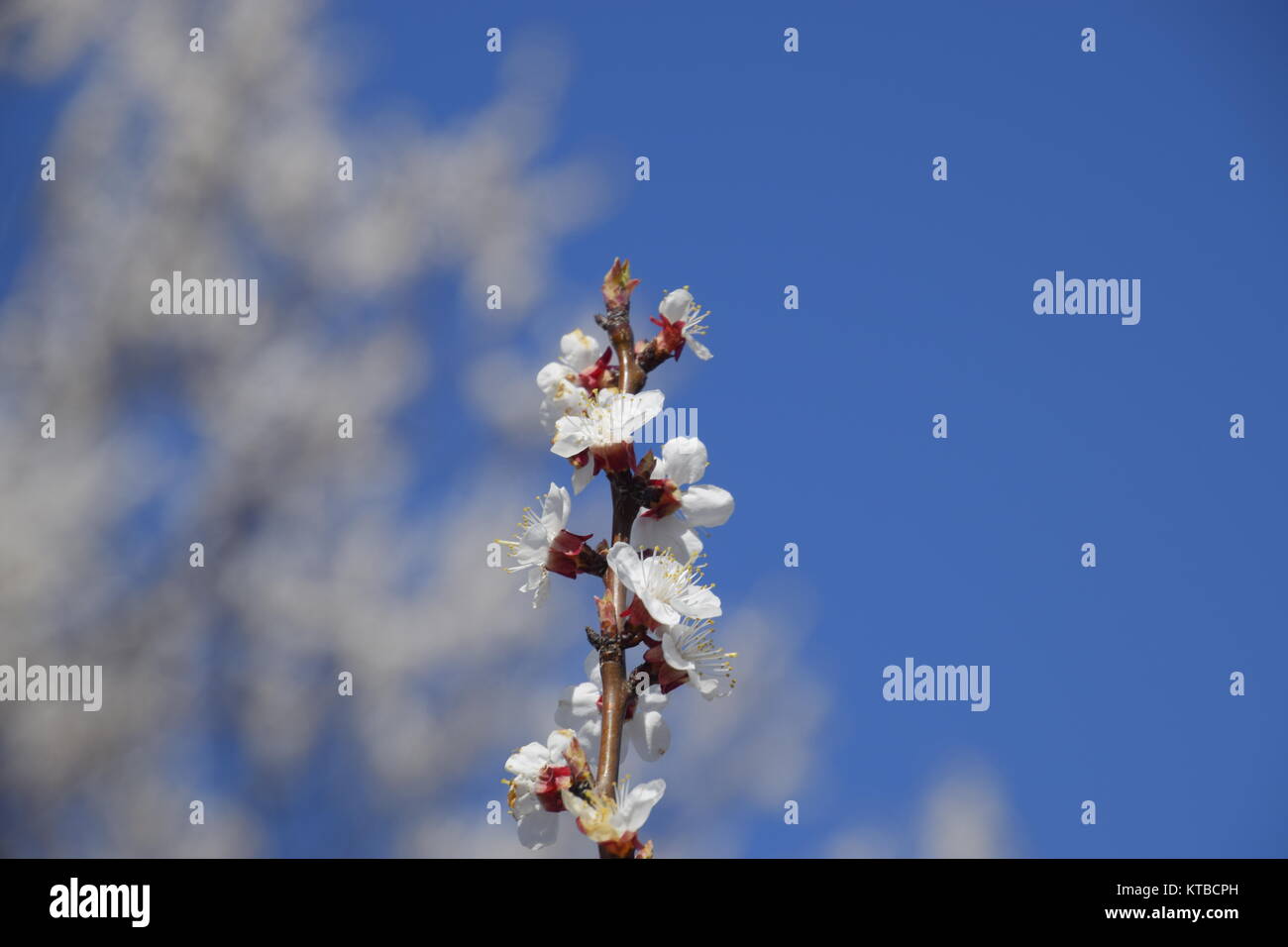 Spring flowering trees. Pollination of flowers of apricot. Blooming ...