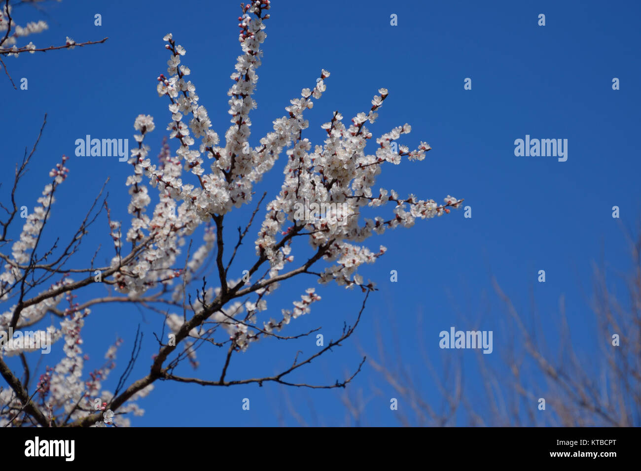 Spring flowering trees. Pollination of flowers of apricot. Bloom Stock ...