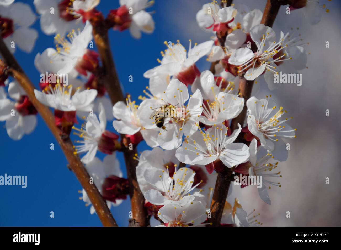 Spring flowering trees. Pollination of flowers of apricot. Bloom Stock ...