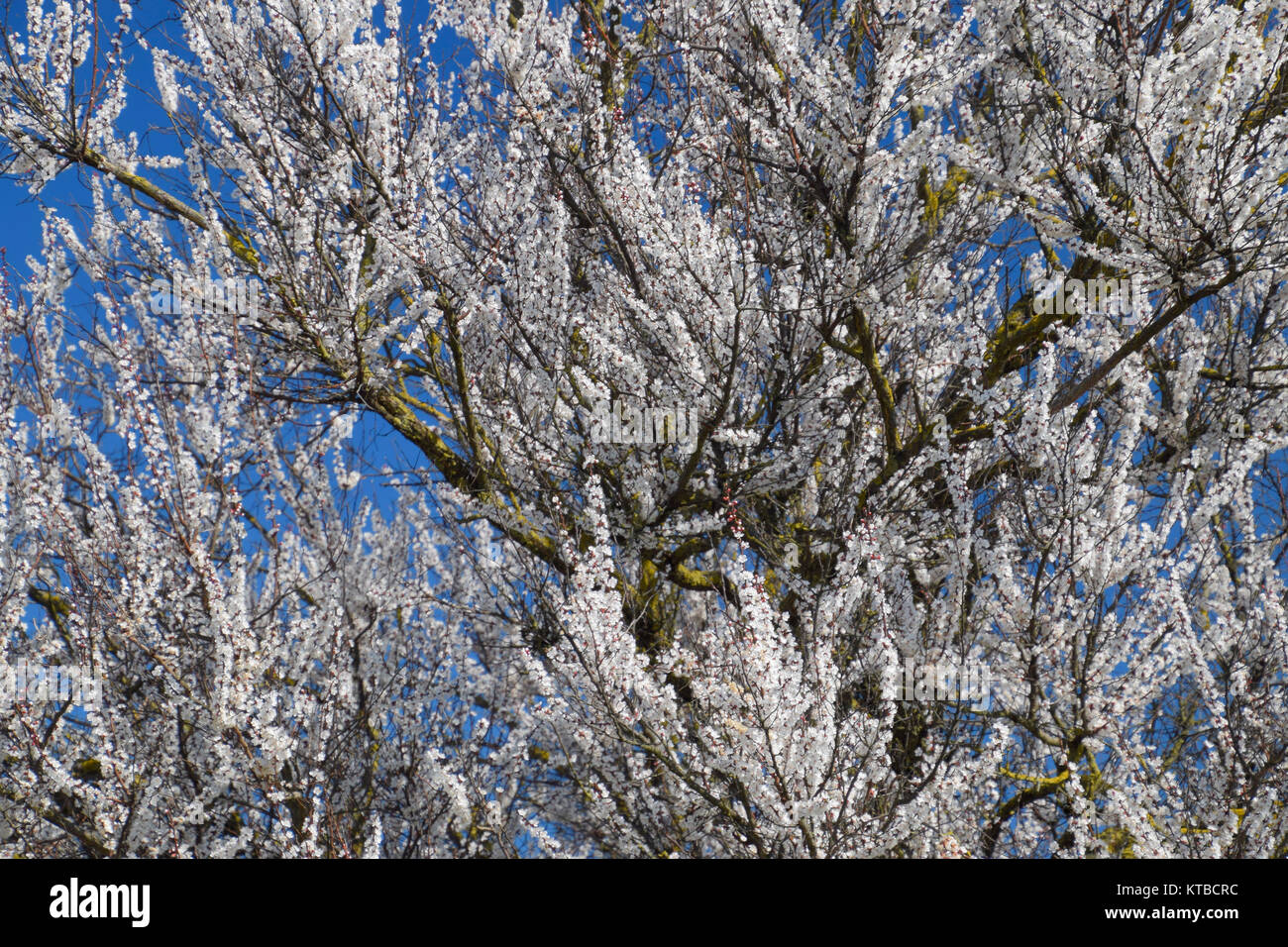 Spring flowering trees. Pollination of flowers of apricot. Bloom Stock ...