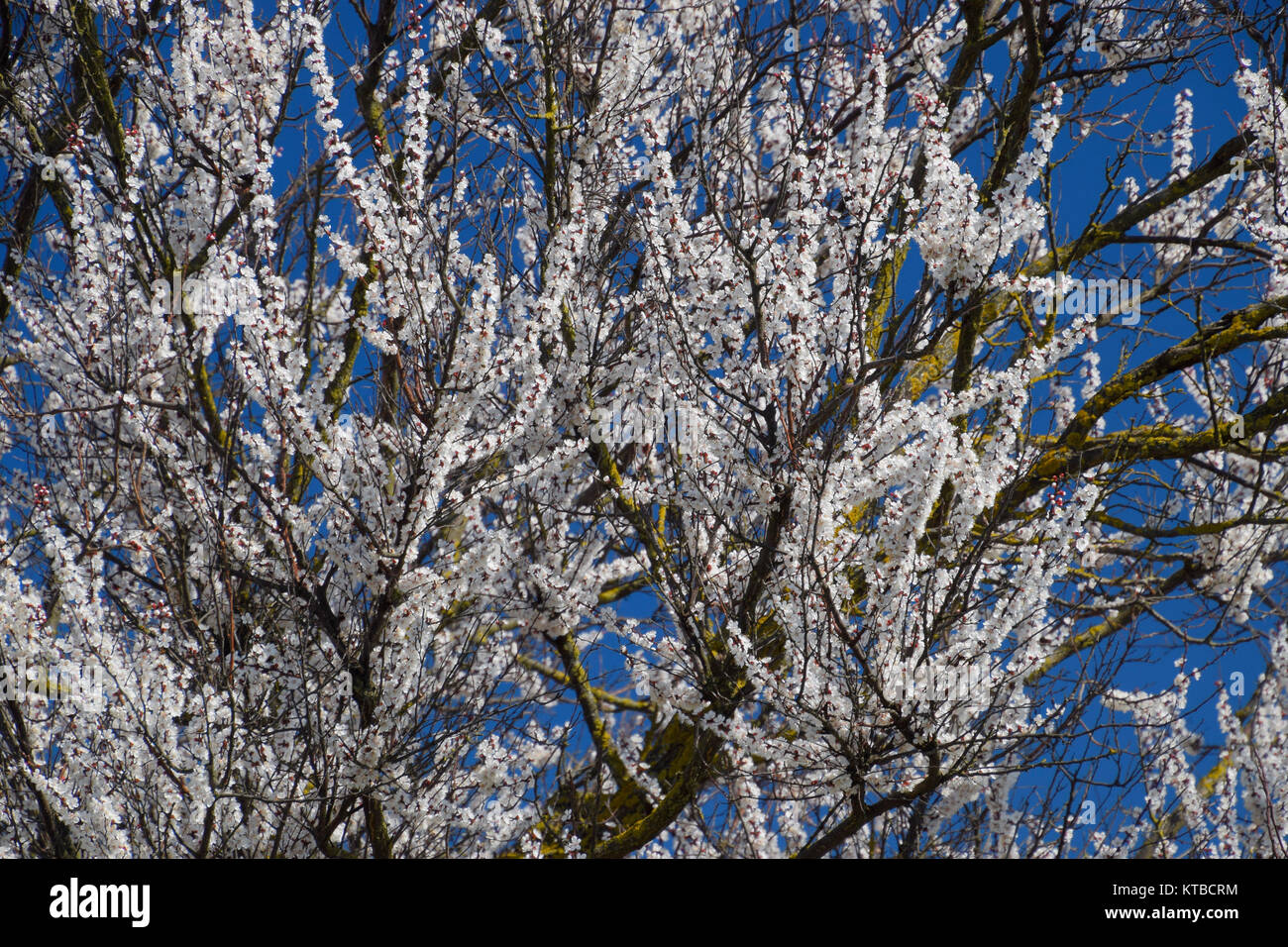 Spring flowering trees. Pollination of flowers of apricot. Bloom Stock ...
