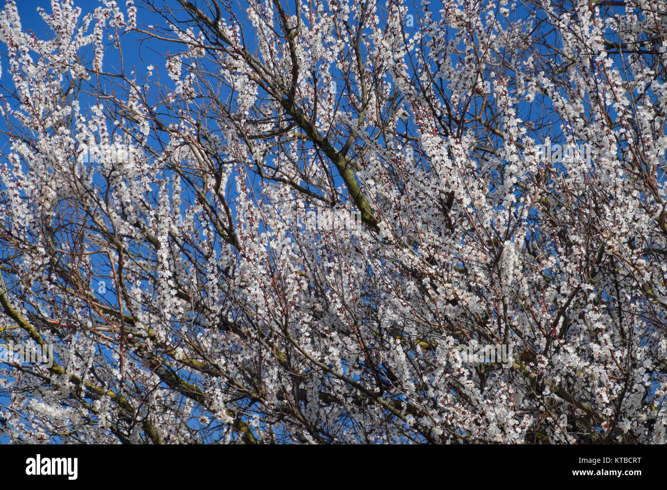 Spring flowering trees. Pollination of flowers of apricot. Bloom Stock ...
