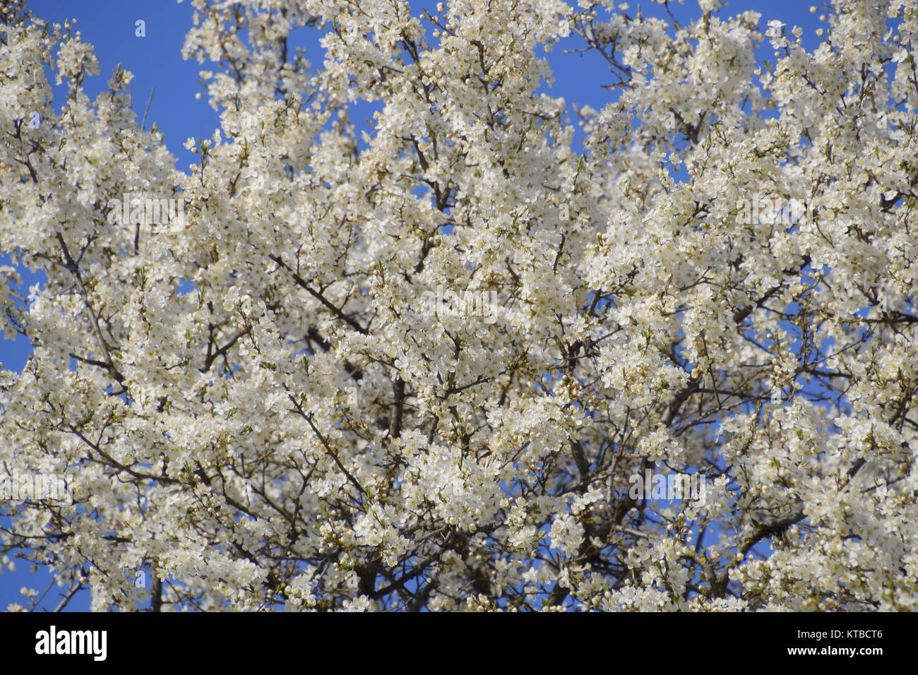 Spring flowering trees. Pollination of flowers of plum. Blooming wild ...
