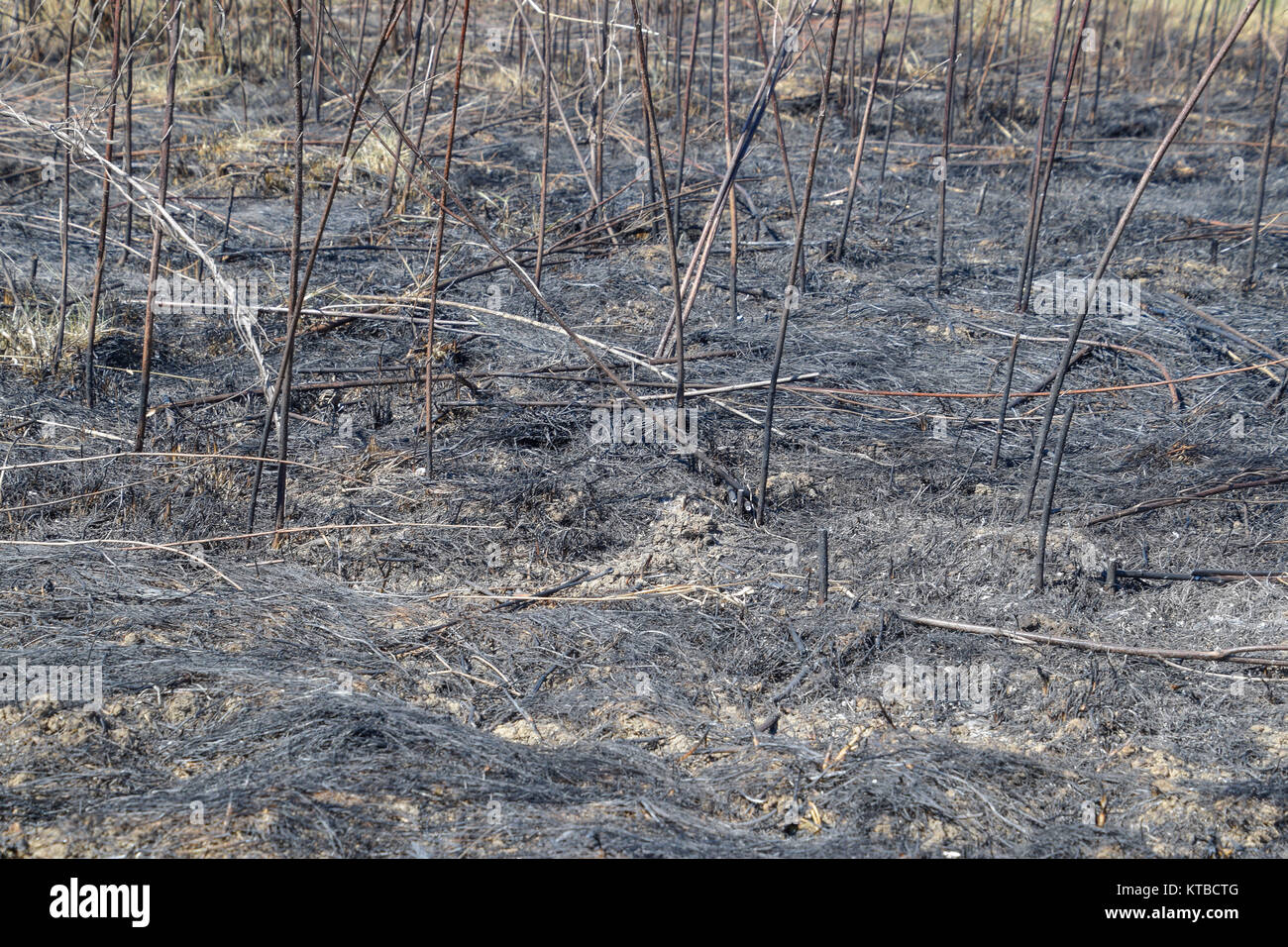 Ashes from the burned grass on the soil. After the fire, the landscape ...