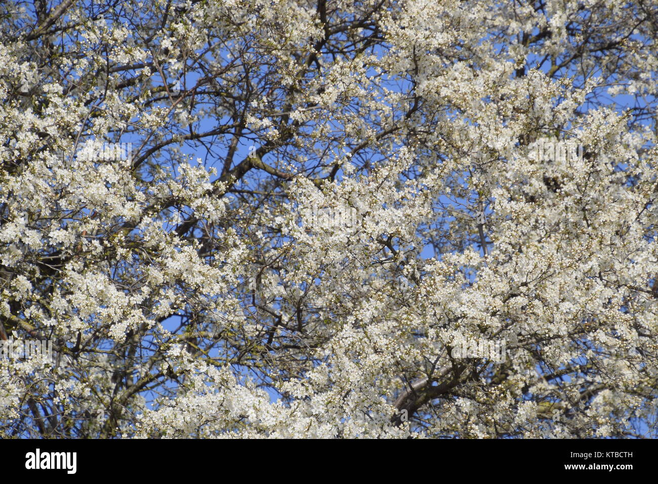 Spring flowering trees. Pollination of flowers of plum. Blooming wild ...
