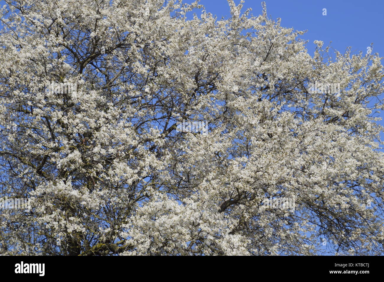 Spring flowering trees. Pollination of flowers of plum. Blooming wild ...