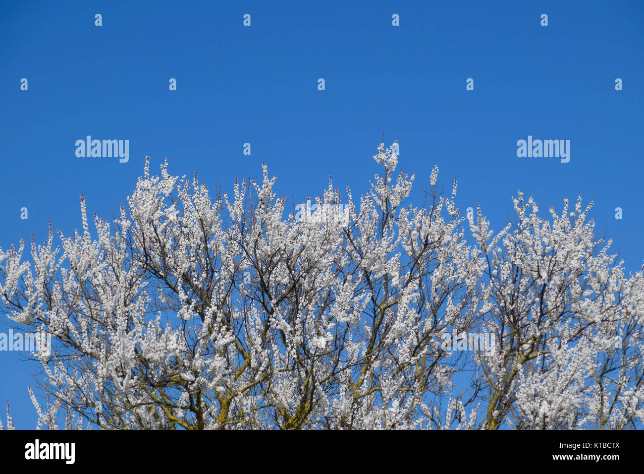 Spring flowering trees. Pollination of flowers of apricot. Bloom Stock ...