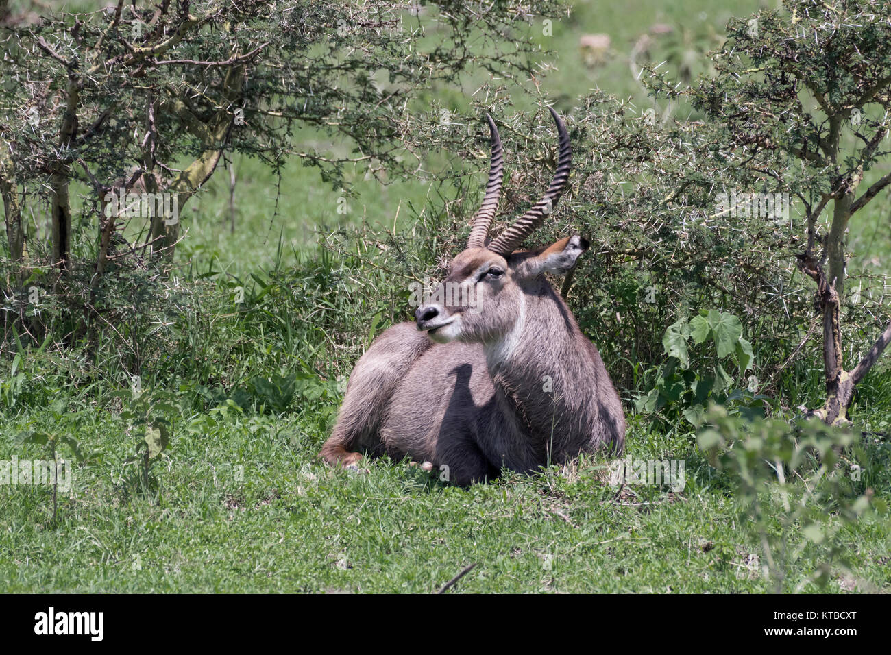 Male waterbuck lying next to bushes 2, Arusha NP, Tanzania Stock Photo ...