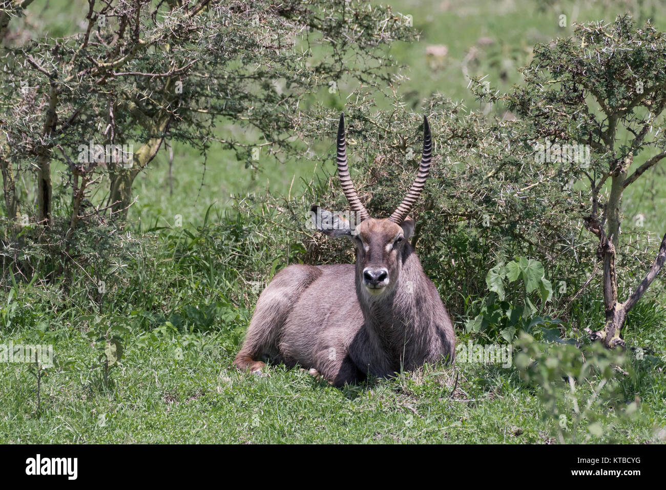 Male waterbuck lying next to bushes 1, Arusha NP, Tanzania Stock Photo ...