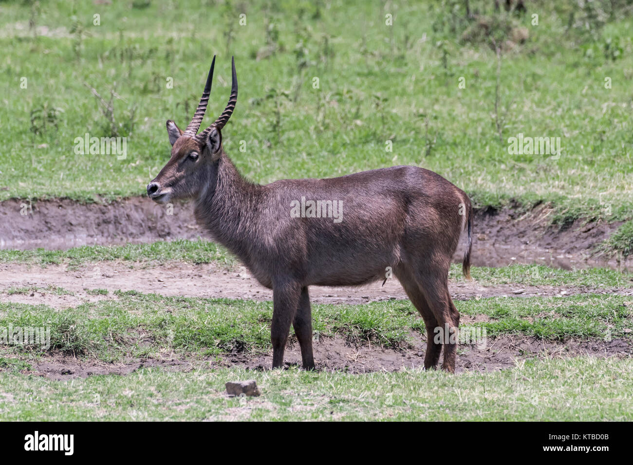 Tanzania water hole hi-res stock photography and images - Alamy