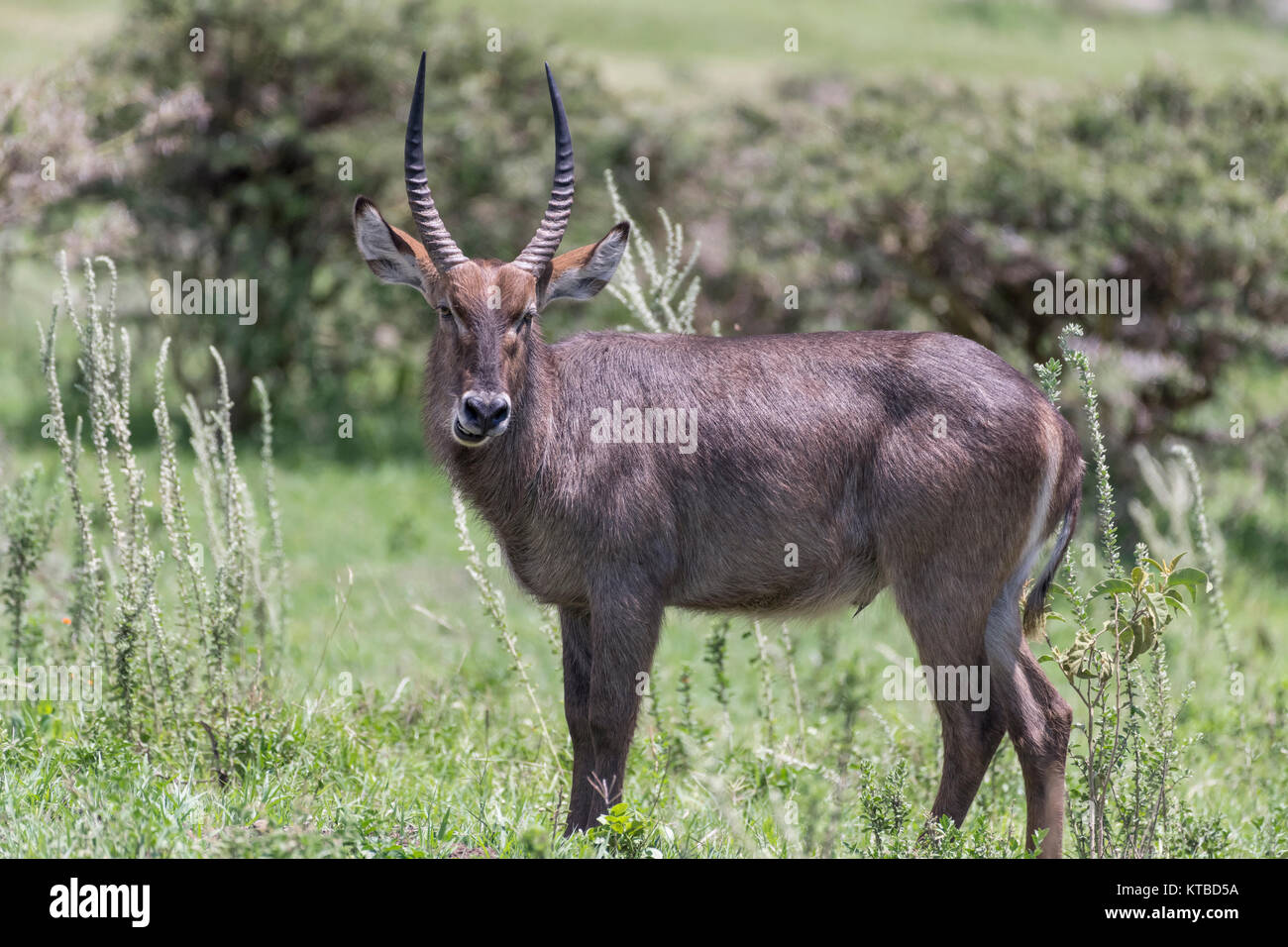 Buck turned hi-res stock photography and images - Alamy