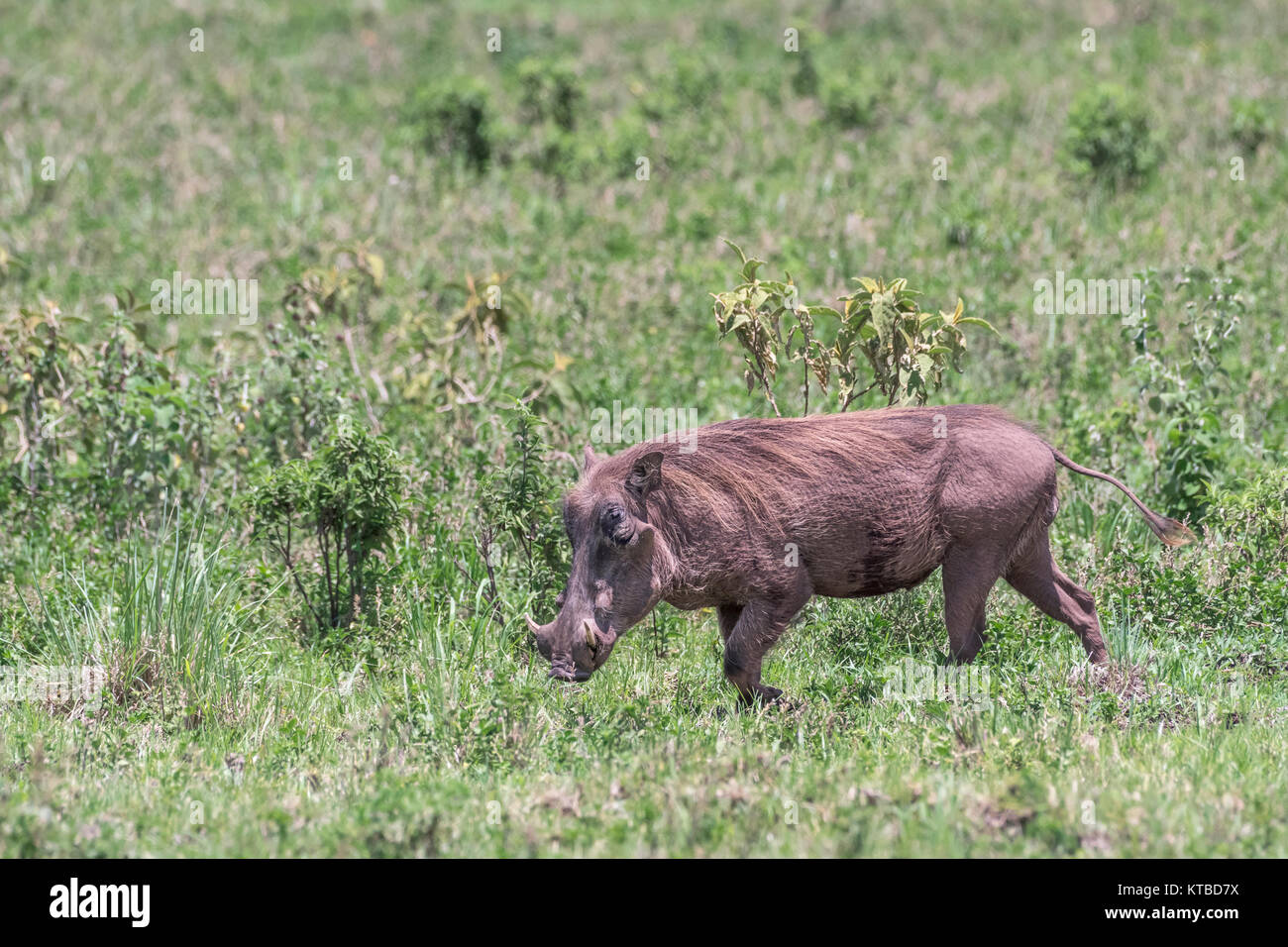 Wart hog tusks hi-res stock photography and images - Alamy