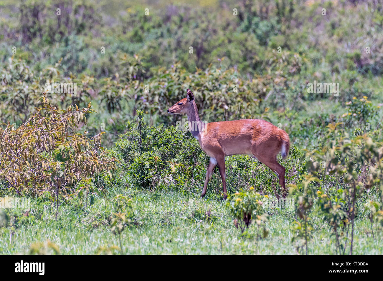 Female waterbuck (Kobus ellipsiprymnus) walking through the bush 2 ...
