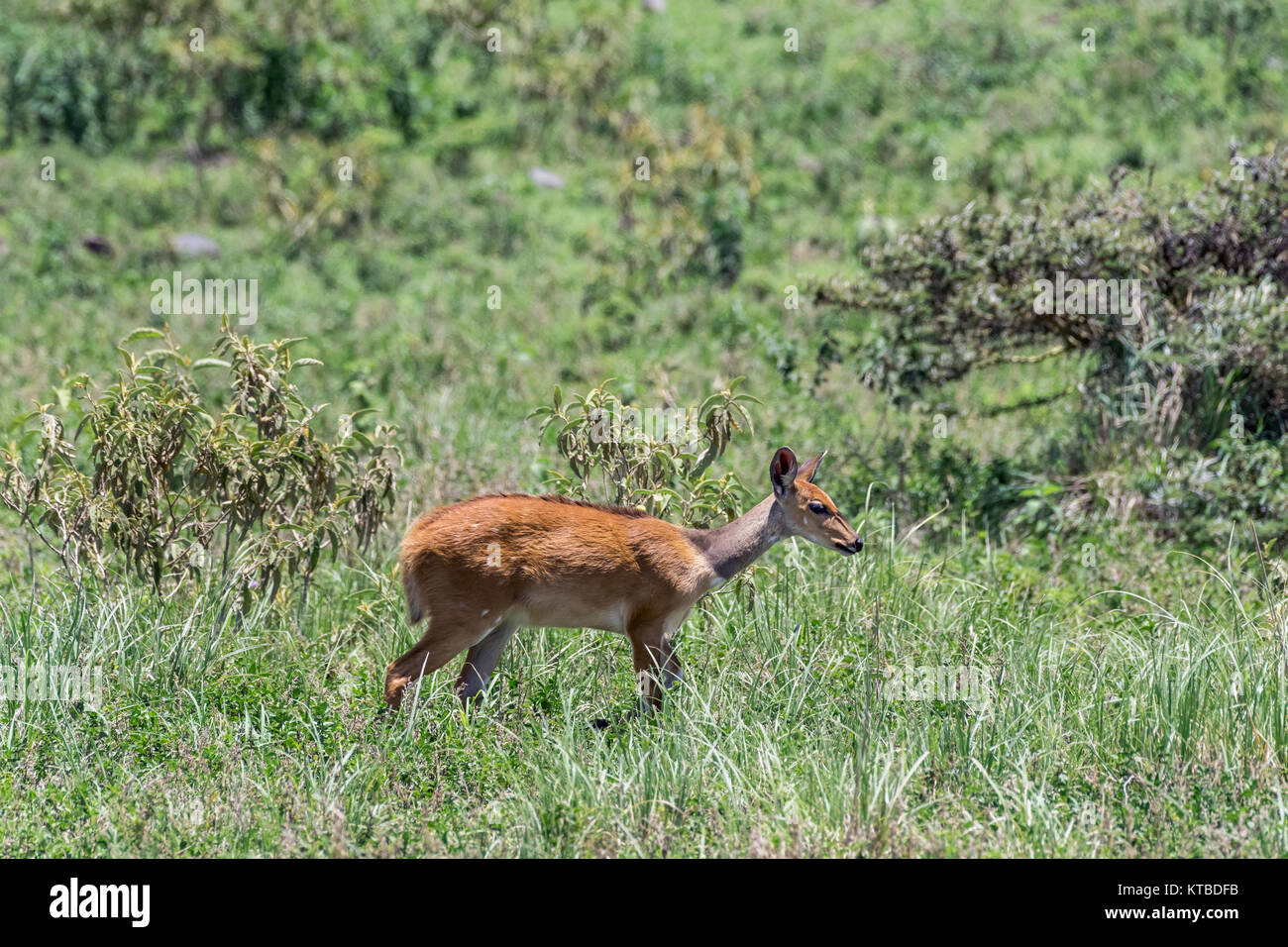 Female waterbuck (Kobus ellipsiprymnus) walking through the bush ...
