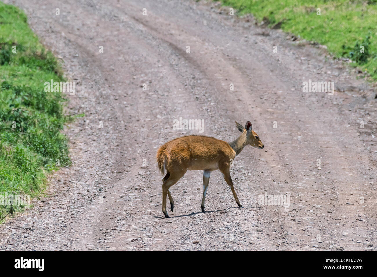 Female water buck hi-res stock photography and images - Alamy