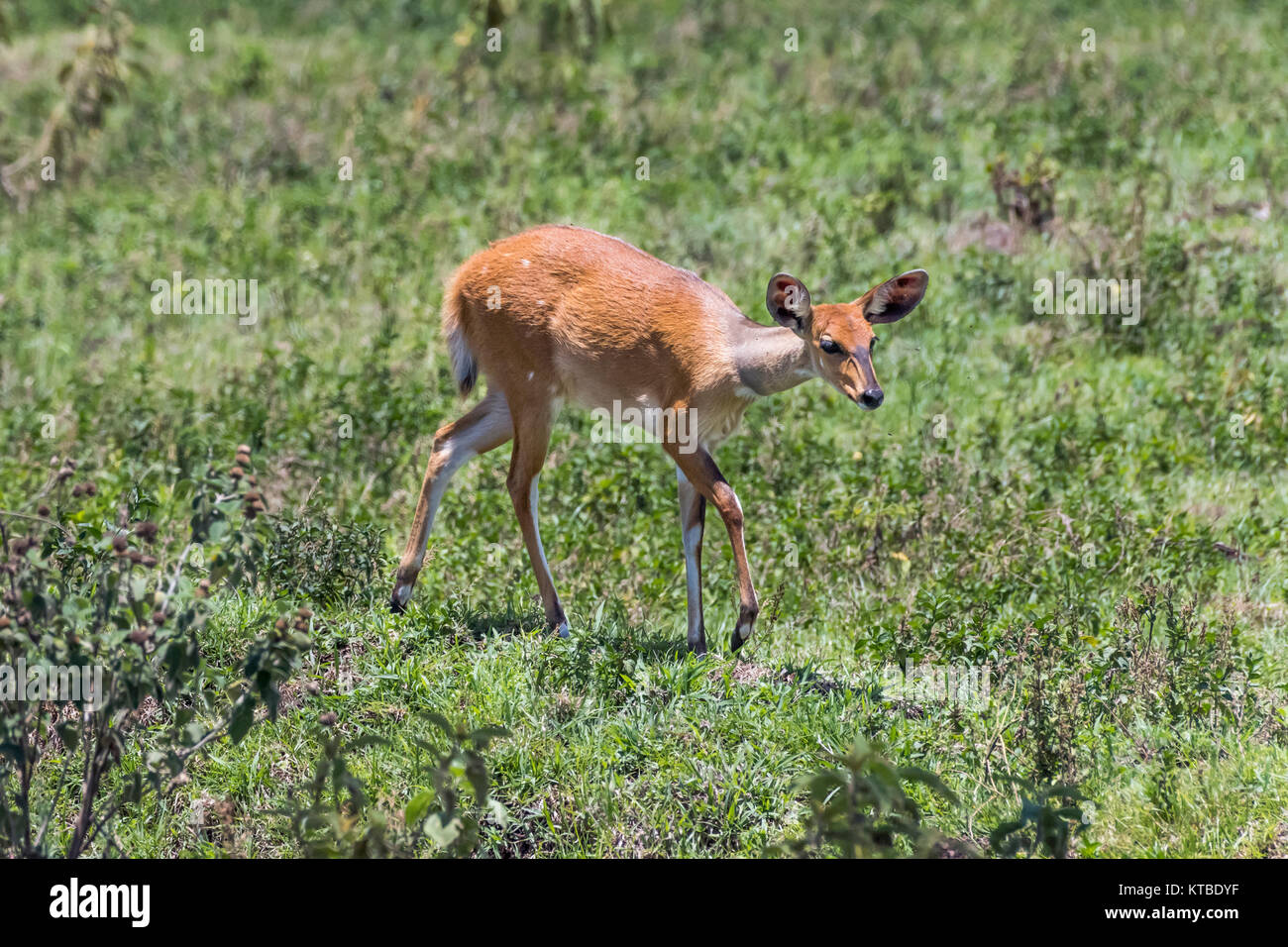 Female waterbuck (Kobus ellipsiprymnus) walking in open, Arusha NP ...