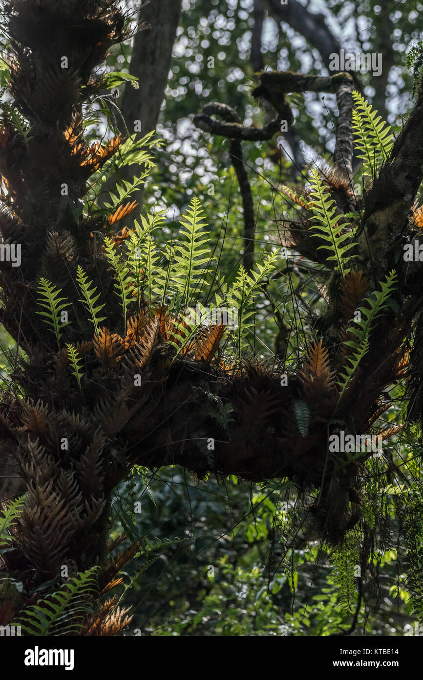 Epiphytic ferns hi-res stock photography and images - Alamy