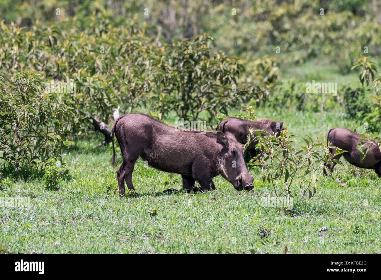 Wart hog (Phacochoerus africanus) kneeling to eat, Arusha NP, Tanzania ...