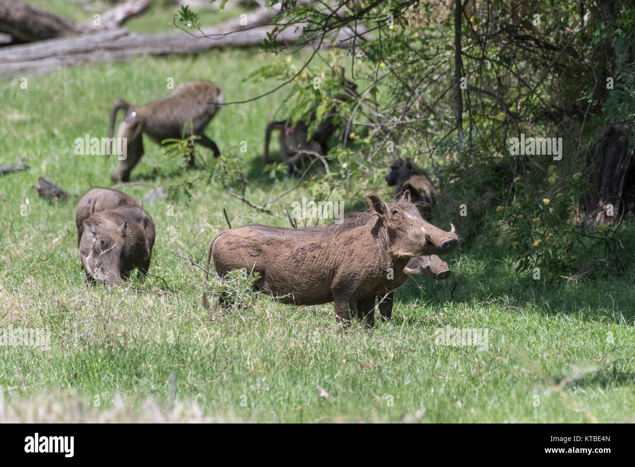 Family of wart hogs (Phacochoerus africanus), Arusha NP, Tanzania Stock ...