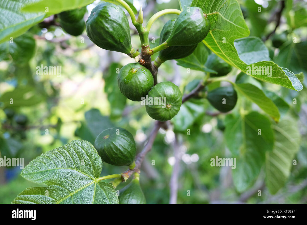 Green figs on tree Stock Photo - Alamy