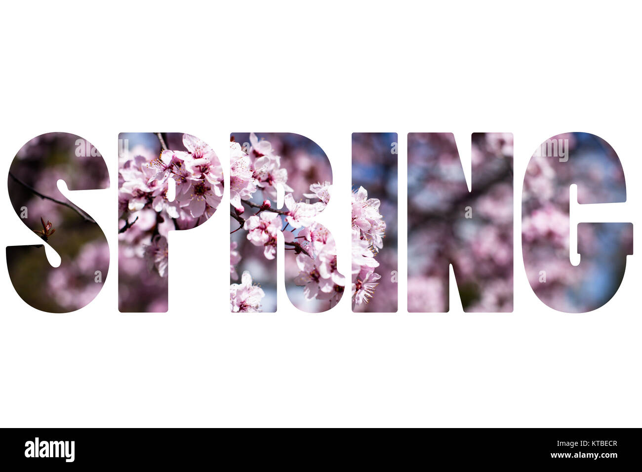 Word SPRING over cherry blossom Stock Photo - Alamy